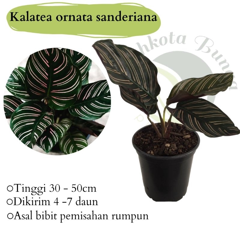 Jual Tanaman kalatea ornata sanderiana | Shopee Indonesia