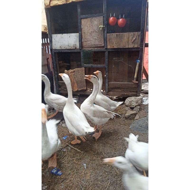 Jual soang / angsa Hidup | Shopee Indonesia