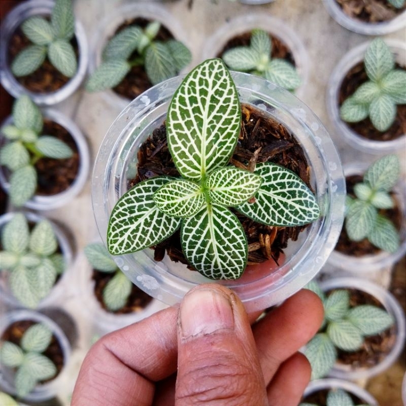 Jual Fitonia Fittonia Tanaman Paludarium Terarium dan Vivarium | Shopee ...