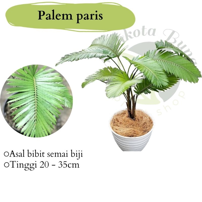 Jual Tanaman hias palem mini - palem paris | Shopee Indonesia