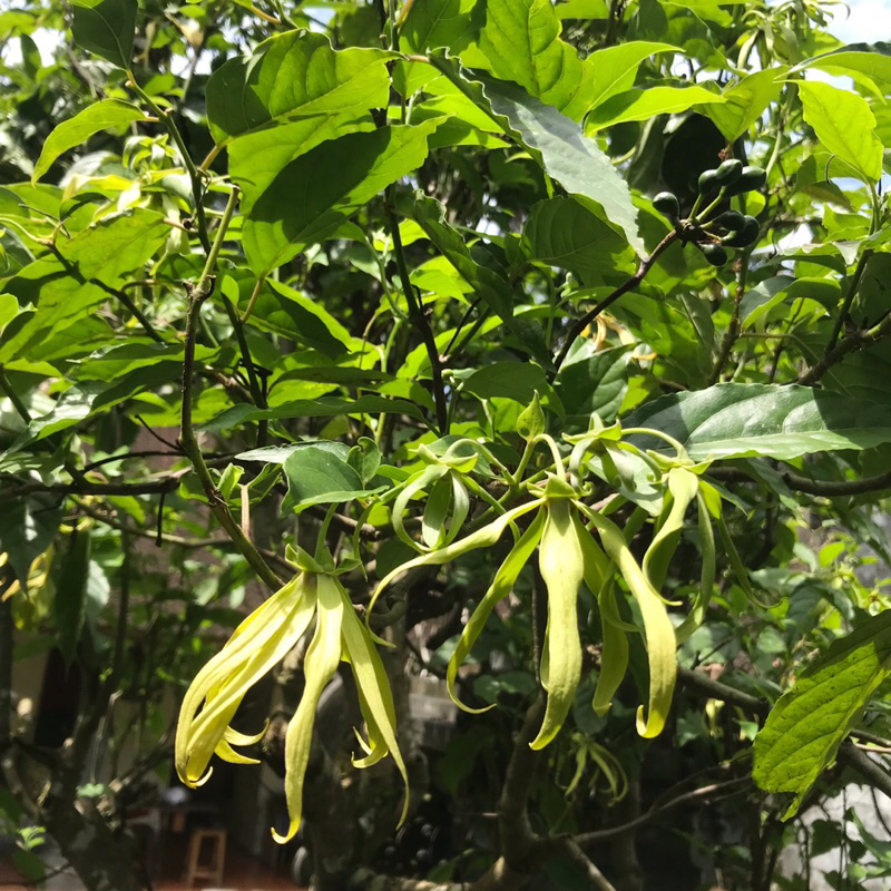 Jual TANAMAN BIBIT KENANGA BUNGA SANDAT HARUM | Shopee Indonesia