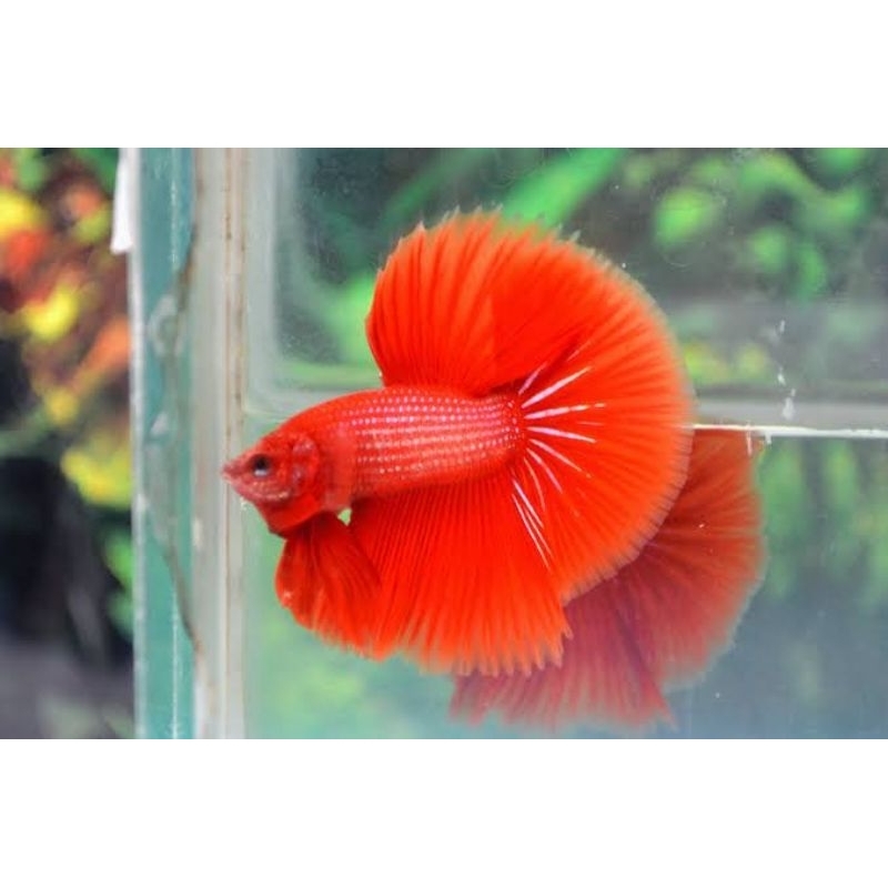 Jual Halfmoon Super Red Warna Cantik | Shopee Indonesia