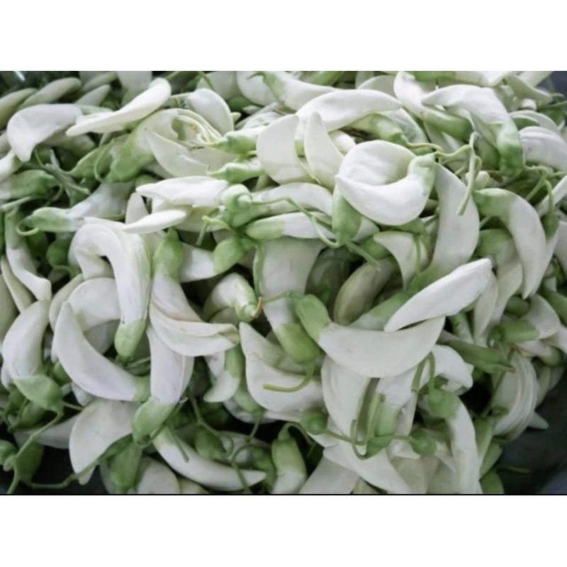 Jual Kembang Turi Fresh | Shopee Indonesia
