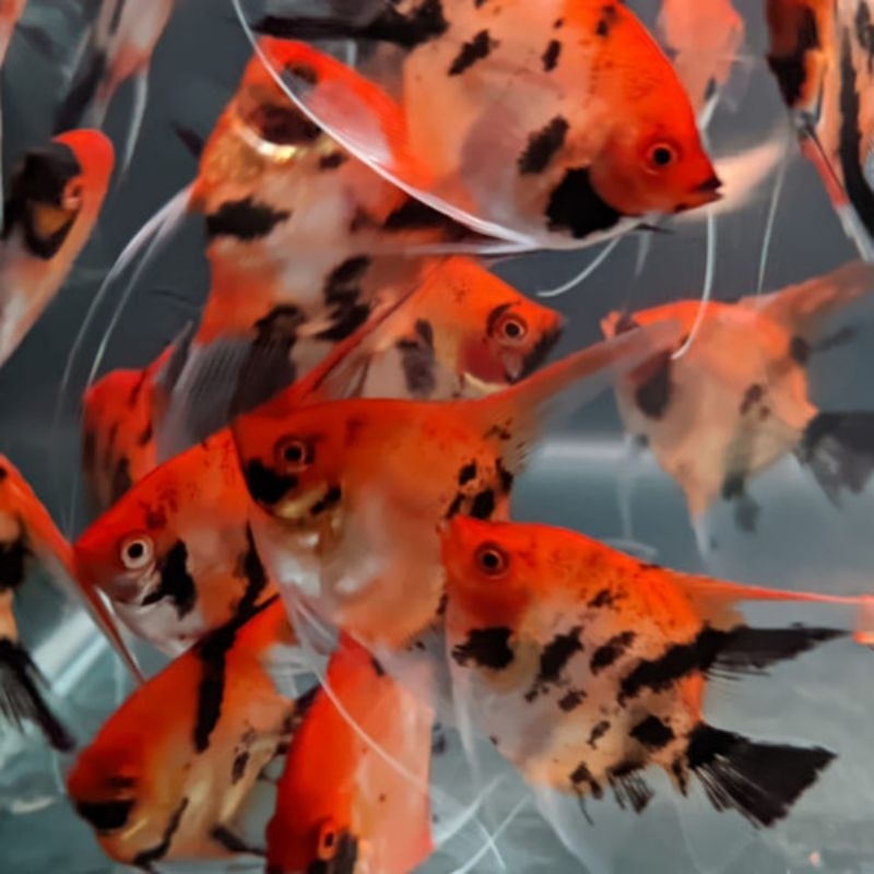 Jual manfish red devil ikan manfish red devil | Shopee Indonesia