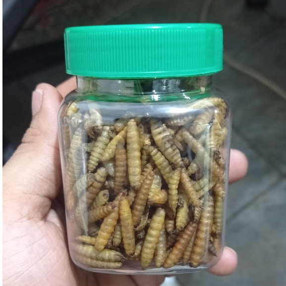 Jual Maggot Pakan Ikan Channa Grade A - 25 gr | Shopee Indonesia