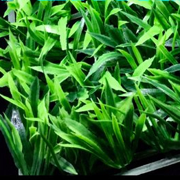 Jual rumput aquarium, rumput akuarium, hiasan rumput aquarium, hiasan ...