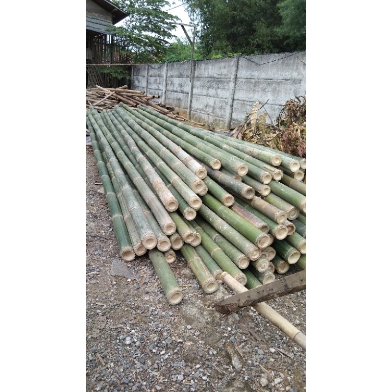 Jual Bambu Tihang Dan Bambu Esteger | Shopee Indonesia