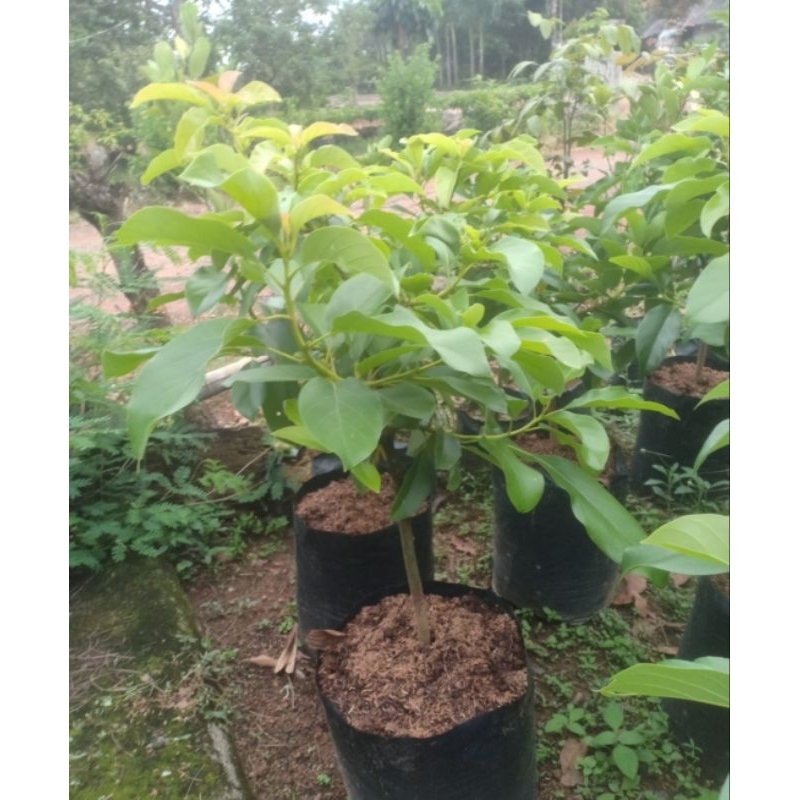 Jual alpukat siger sibatu 100cm | Shopee Indonesia