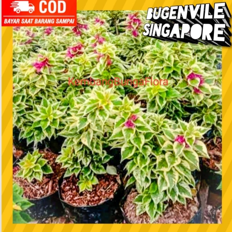 Jual (BELI 3 GRATIS 1)Bougenville Singapur ORI/ Bugenvil Singapur ...