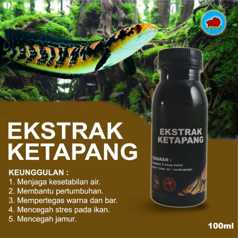 Jual ekstrak daun Ketapang ikan Channa ys maru | Shopee Indonesia