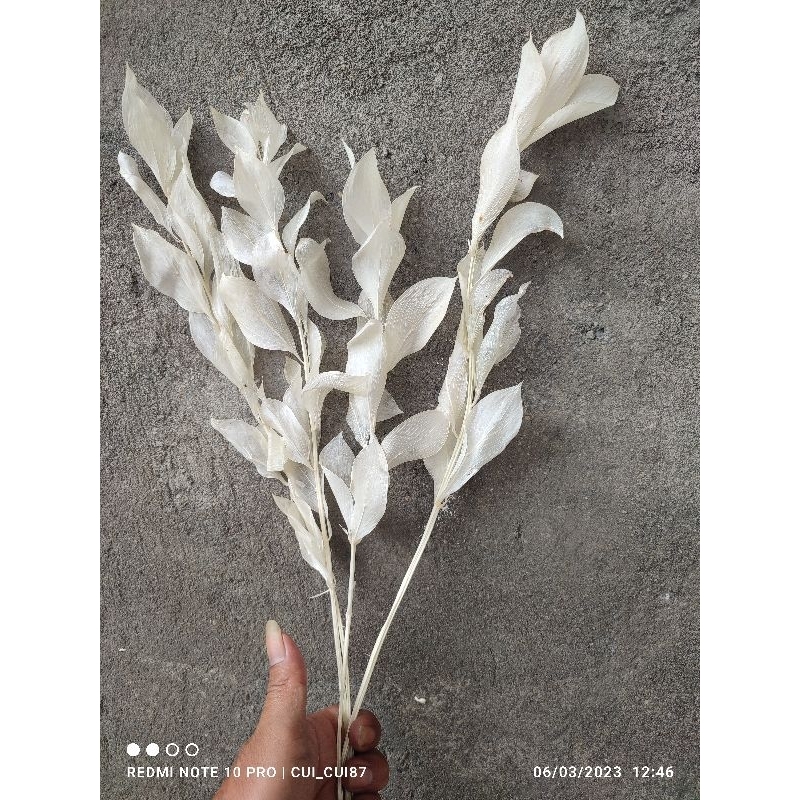 Jual Daun ruskus putih & dan bunga kering | Shopee Indonesia