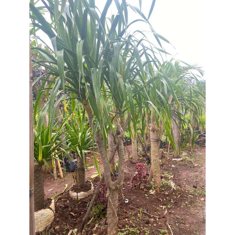 Jual pohon pandan bali // pohon pandan bali tinggi 2,5 sd 3 meter ...