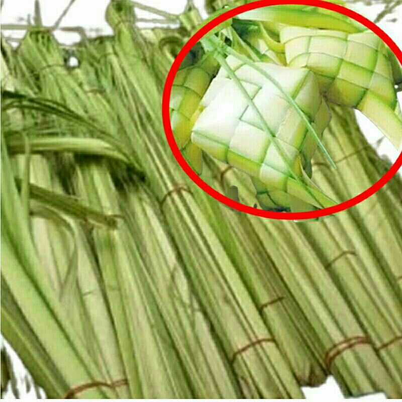 Jual Janur Ketupat Isi 20 Batang / Janur Kuning Daun Kelapa Muda ...