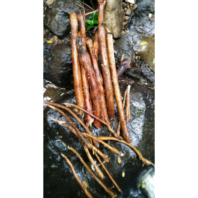 Jual akar pinang atau akar pohon pinang jambe segar 1kg | Shopee Indonesia