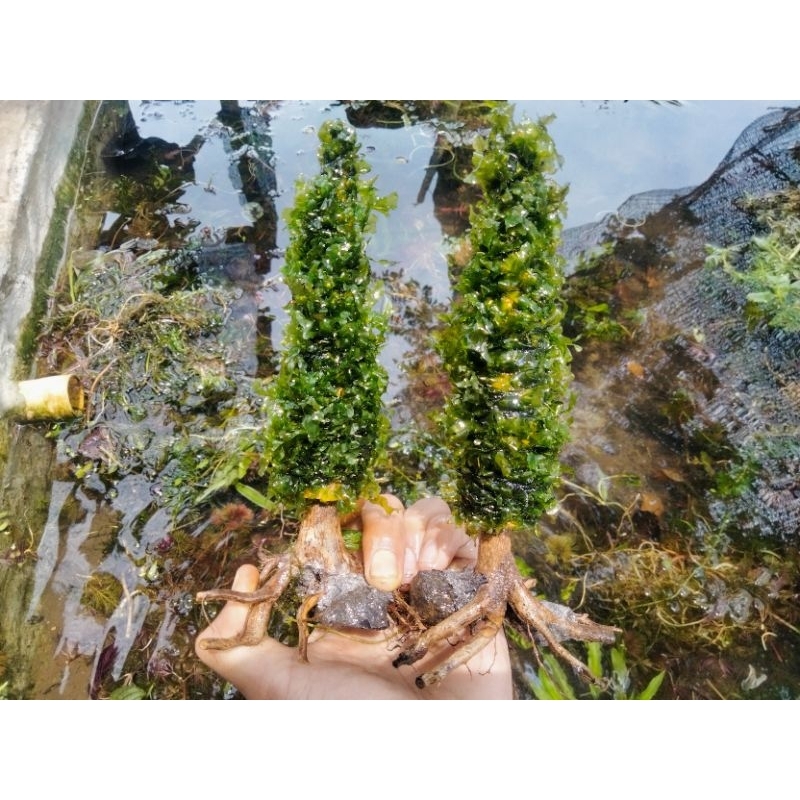Jual Bonsai Tema Pohon Natal Bonsai Aquascape Mini Tanaman