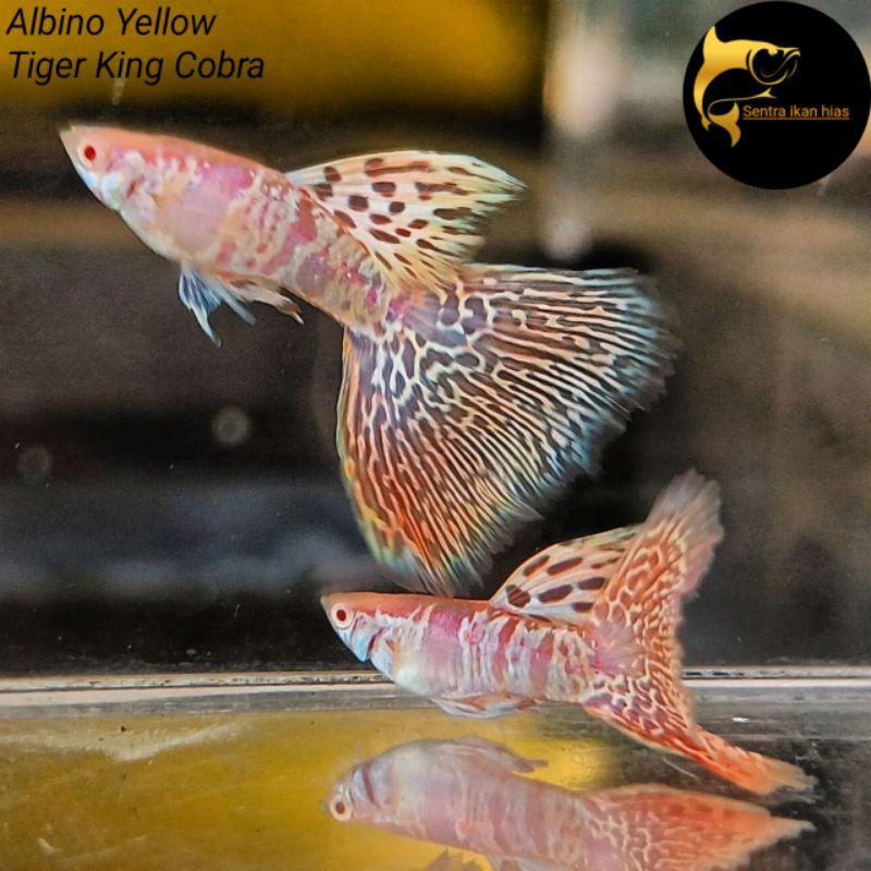 Jual ikan hias Guppy albino Yellow Tiger King Cobra Hiasan Aquarium | Shopee Indonesia