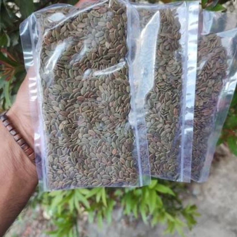 Jual Biji Benih Sengon Laut Kemasan Hemat 100 Gram Biji Albasia Isi ...