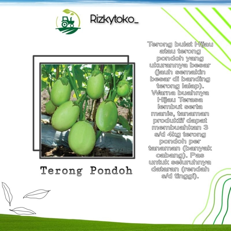 Jual Benih TERONG Pondoh Hijau 20 Seed Repacking | Shopee Indonesia