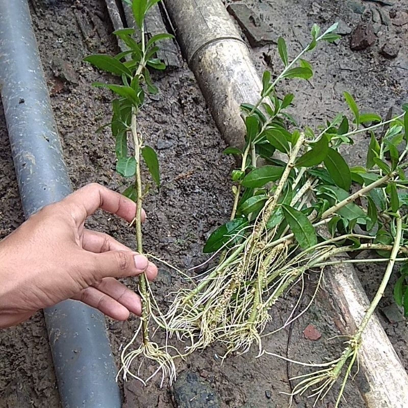 Jual Bibit stek batang Lee Kwan yu (sudah berakar), tanaman hias tirai ...