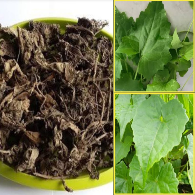 Jual Daun Sembung Rambat Kering Isi 100 Gram Herbal Tradisional ...