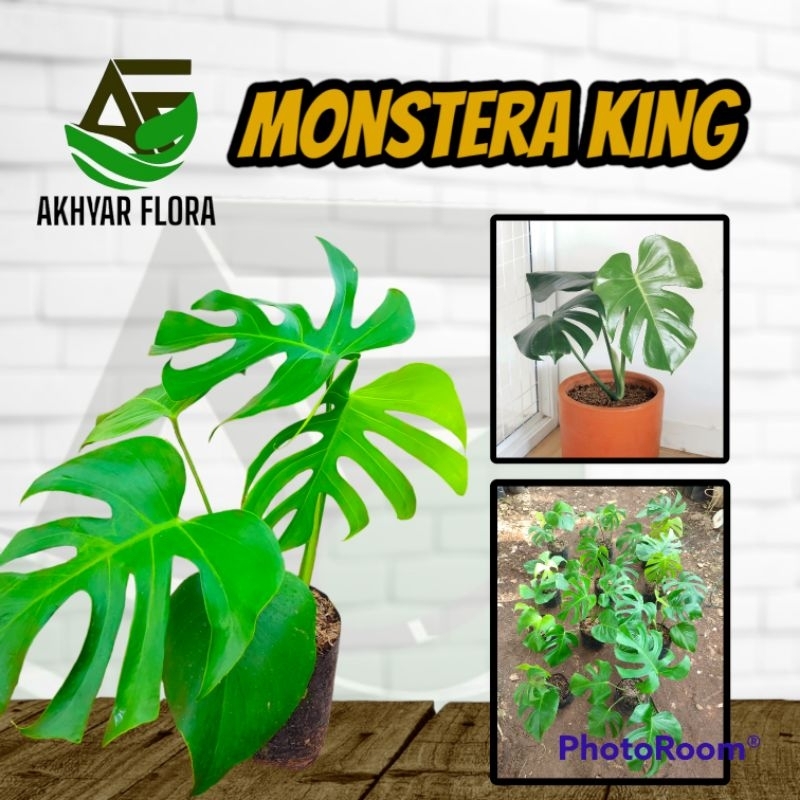 Jual Tanaman Hias Monstera King Philo Deliciousa Tanaman Hias Indoor ...
