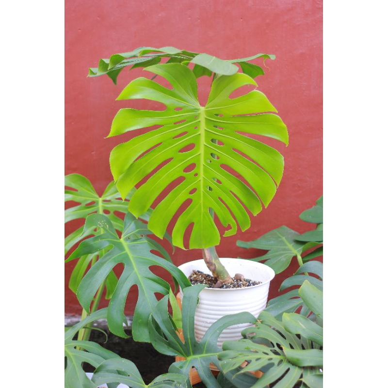 Jual MONSTERA KING - MONSKING MONJO MONSVAR DELICIOSA BRAZILIAN TANAMAN ...
