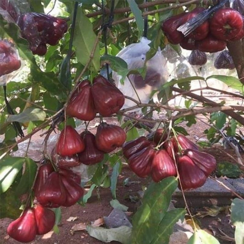 Jual pohon jambu air citra jumbo Ukuran tinggi 2 meter up,batang besar ...