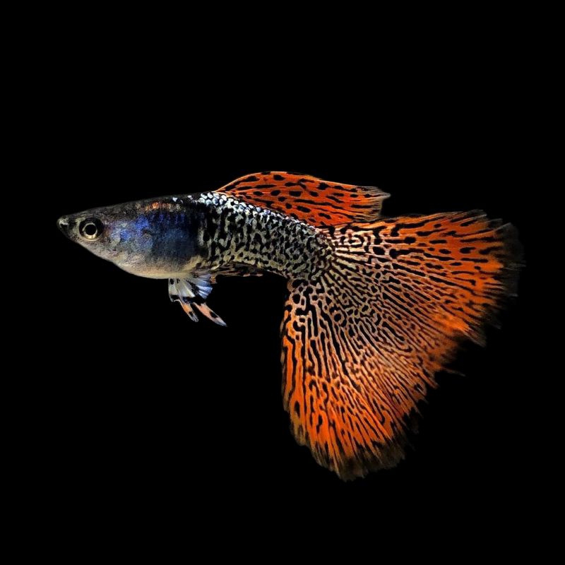 Jual Guppy Metal Snake Skin Red Lace | Shopee Indonesia