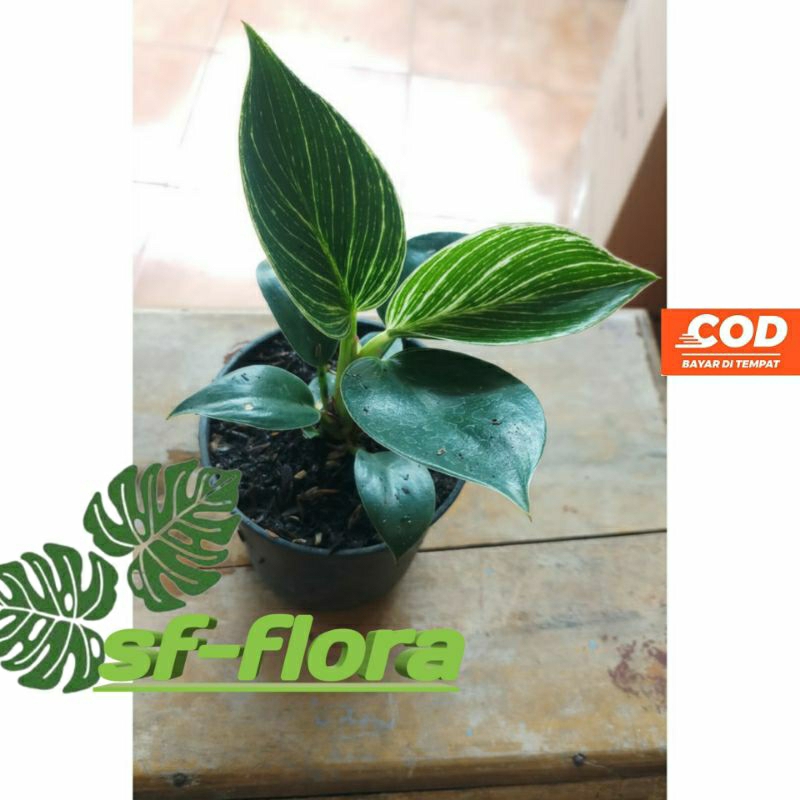 Jual Tanaman hias philodendron Birkin -Philo birkin | Shopee Indonesia