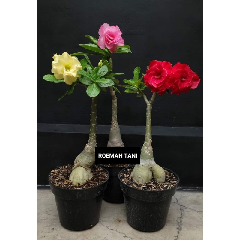 Jual ADENIUM BUNGA TUMPUK SIZE A paket 3 pohon | Shopee Indonesia