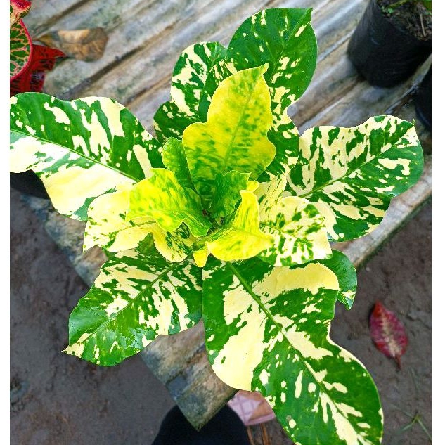 Jual PURING OSKAR KUNING | Shopee Indonesia