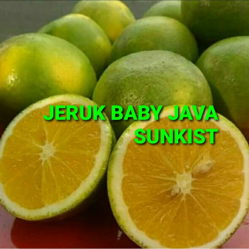 Jual JERUK BABY JAVA SUNKIST KHUSUS PARA SULTAN 1 KG (PREMIUM QUALITY ...