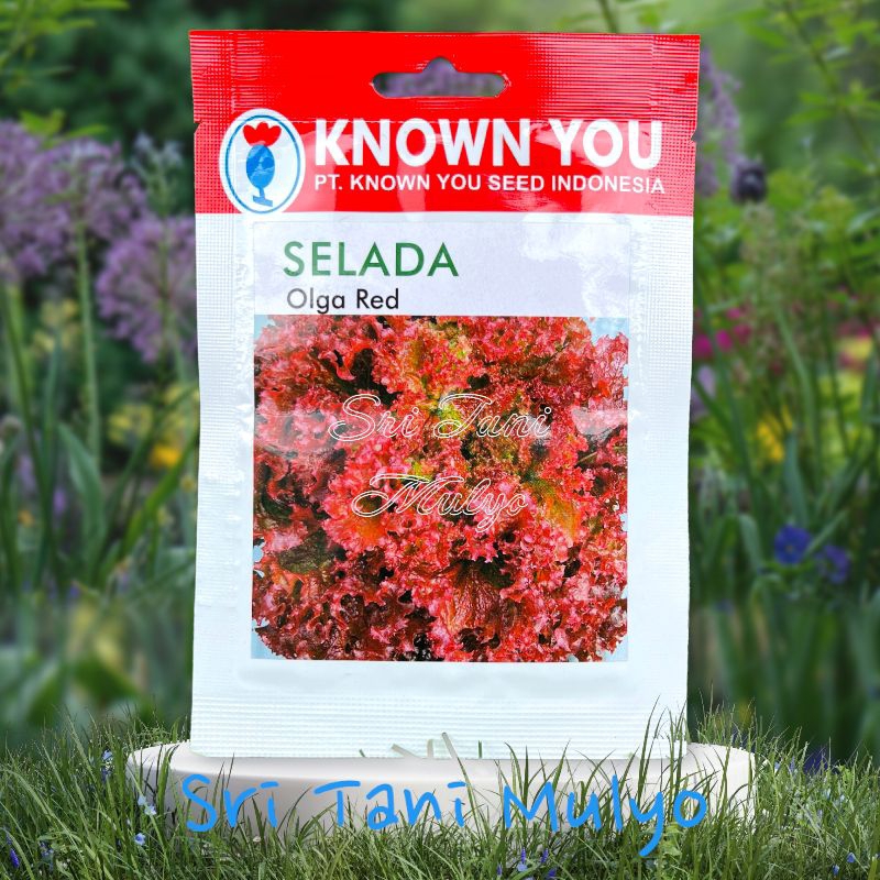 Jual BENIH KYS KNOWN YOU SEED OLGA RED SELADA 5 GRAM KEMASAN PABRIK SRI TANI MULYO | Shopee ...