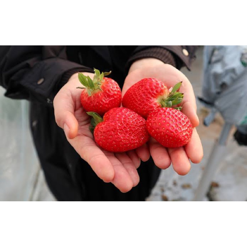Jual Benih Bibit Biji - Buah Strawberry Red Korea Jumbo Premium ...