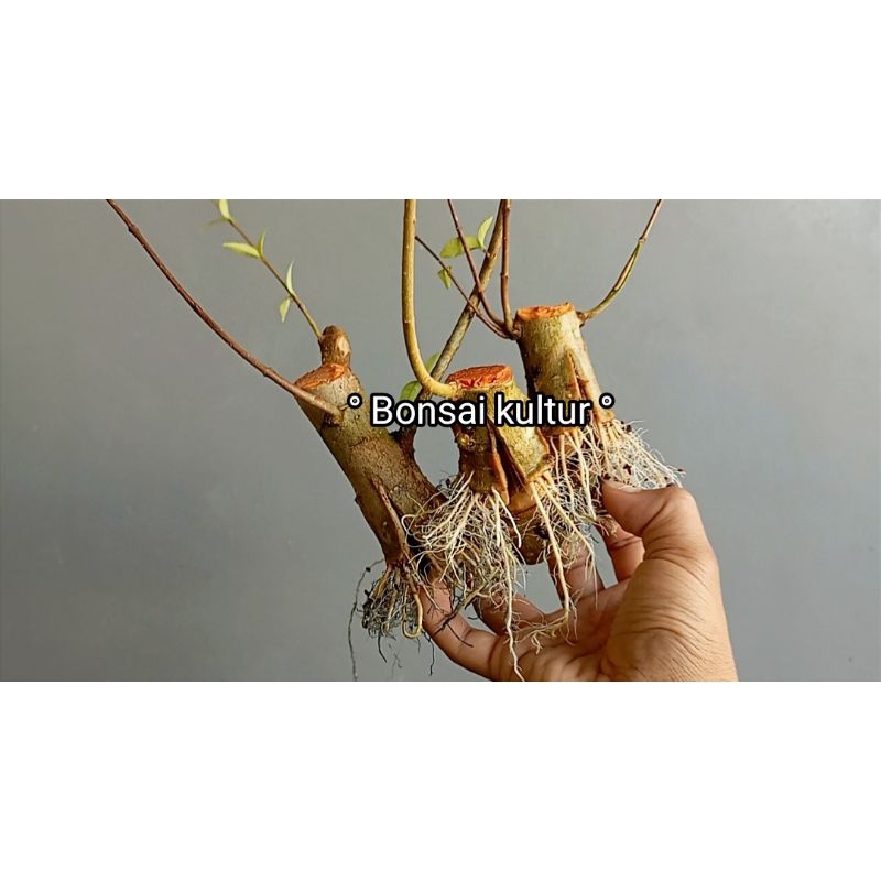 Jual Cangkokan Pecah Batang Anting Putri Satu Ruas (Wrightia religiosa ...