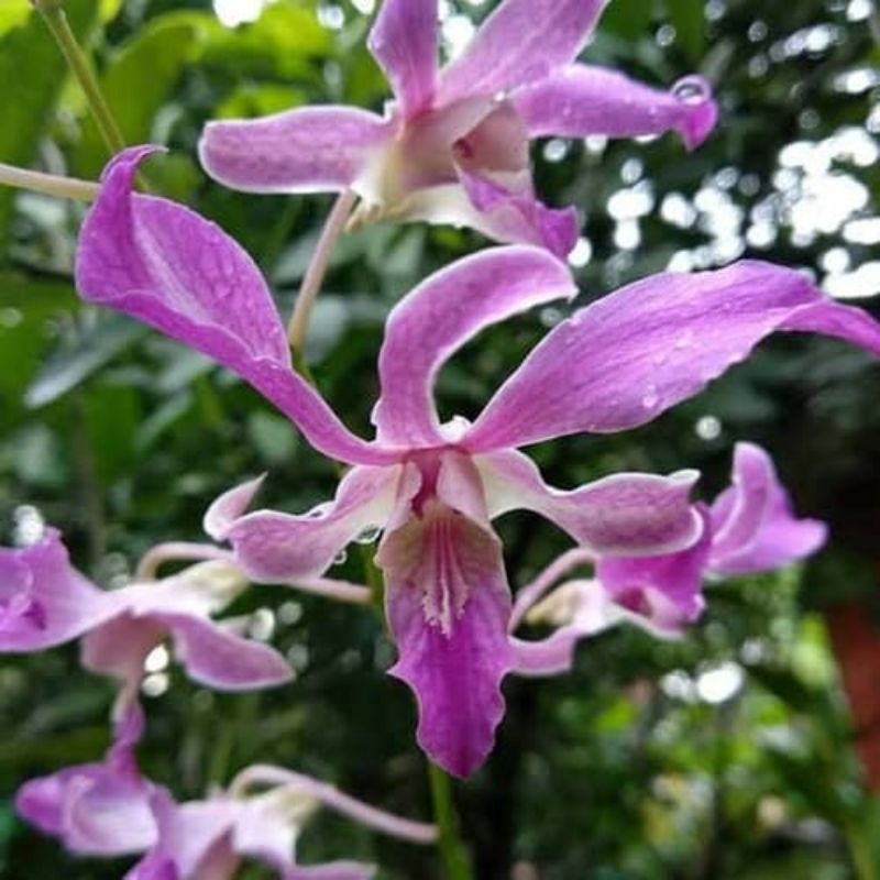Jual Anggrek dendro dendrobium superbiens superbin superbien dewasa ...