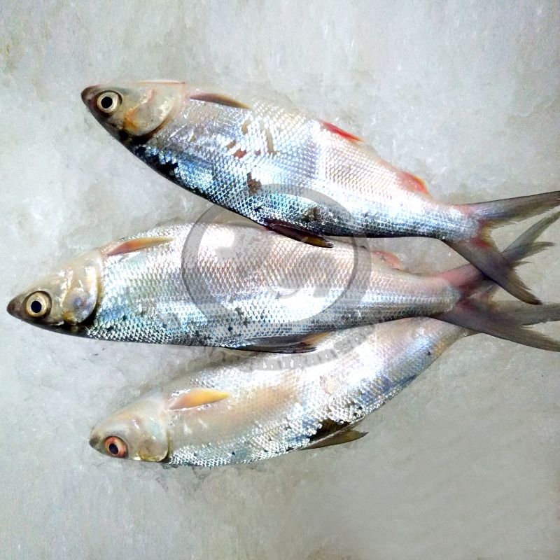 Jual Ikan Bandeng segar 1 kg | Shopee Indonesia