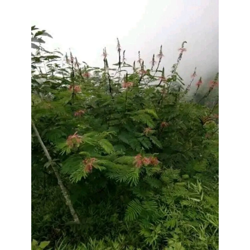 Jual bunga vegetasi lebah madu tanaman bunga Kaliandra pagoda | Shopee ...