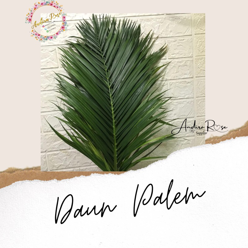 Jual Palem (Daun potong segar) | Shopee Indonesia