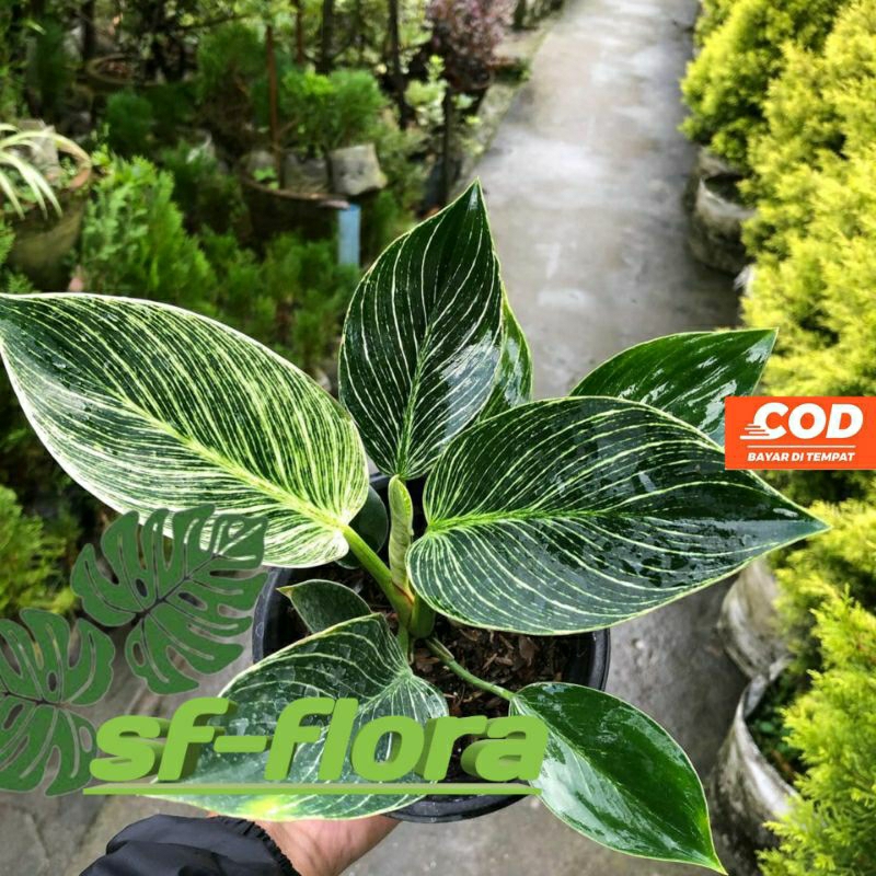 Jual Tanaman hias philodendron Birkin -Philo birkin | Shopee Indonesia