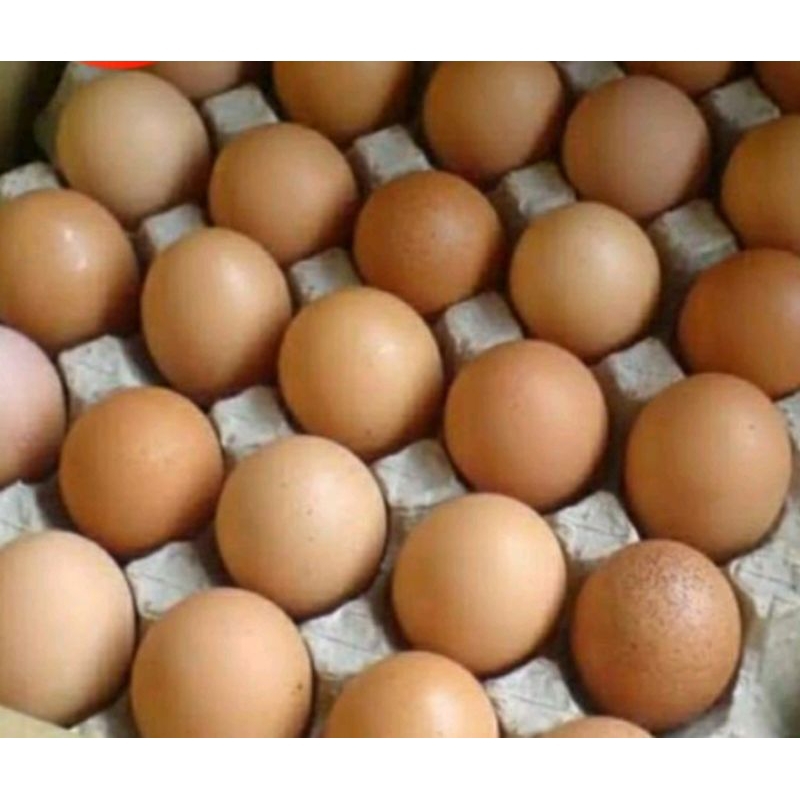 Jual telur ayam per butir | Shopee Indonesia