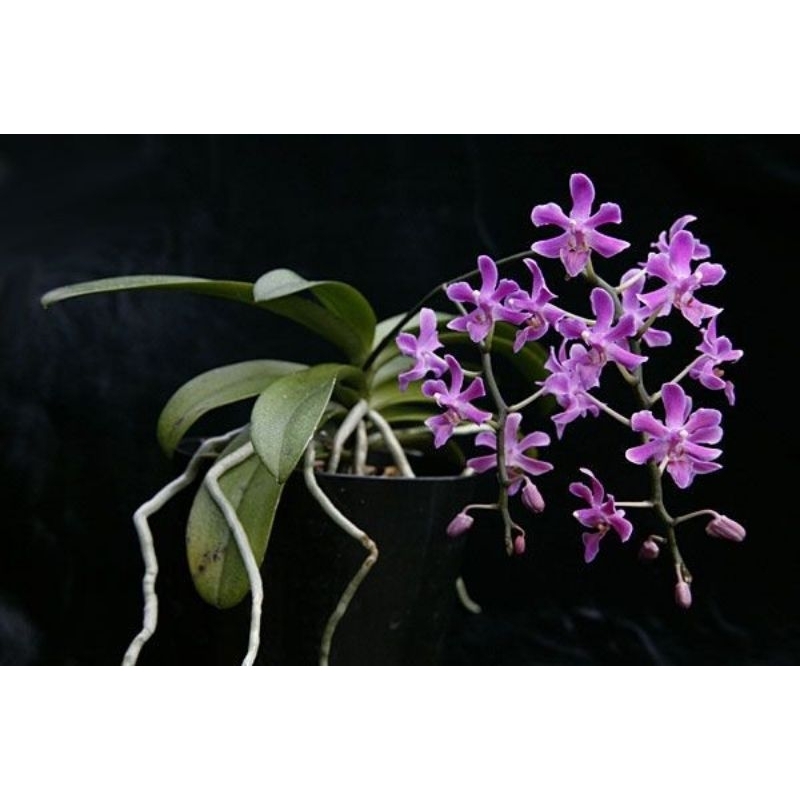 Jual Anggrek Bulan mini/Anggrek Doritis Jumbo | Shopee Indonesia