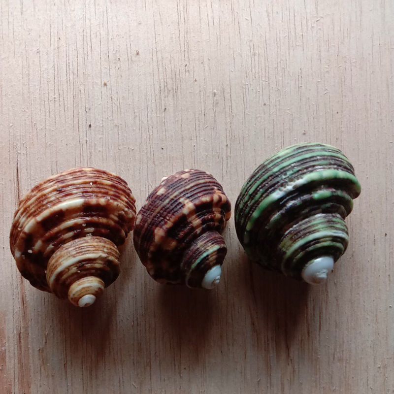 Jual cangkang kerang unik siput mata lembu | Shopee Indonesia