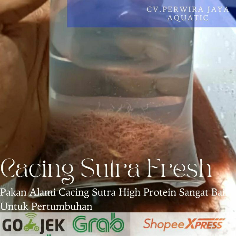 Jual Cacing Sutra Pakan Alami Fresh dan Bersih Untuk Semua Jenis Ikan ...