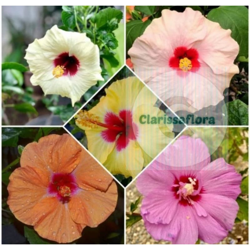 Jual Paket 5 pohon bunga kembang sepatu cantik / bunga kembang sepatu ...