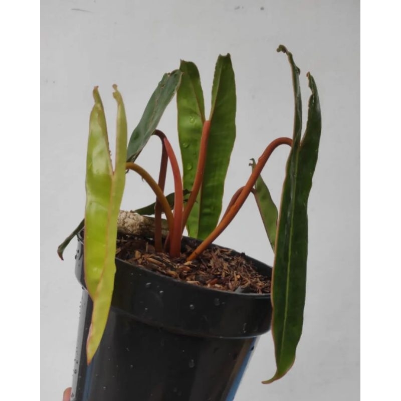 Jual Tanaman Philodendron Kabel Busi original batang oren | Shopee ...