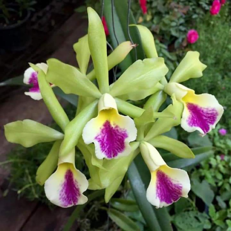Jual Anggrek Cattleya Blc Dude | Catleya Blc Dude | Blc Dude Bunga ...