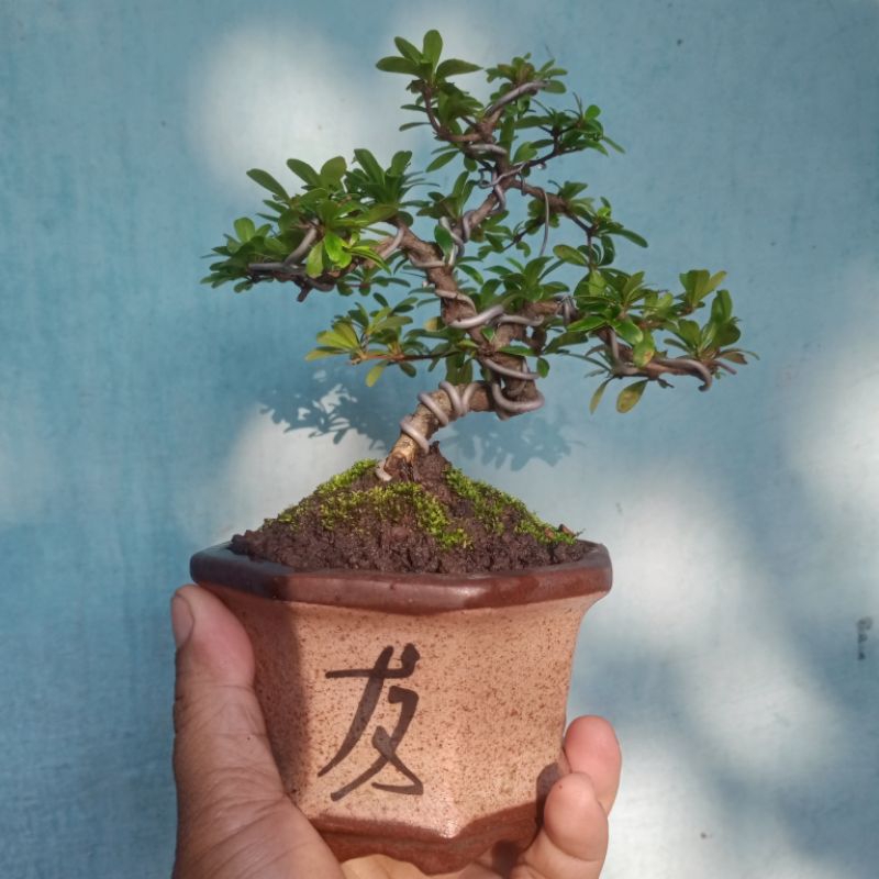 Jual bahan bonsai mame black olive/bucida spinosa | Shopee Indonesia