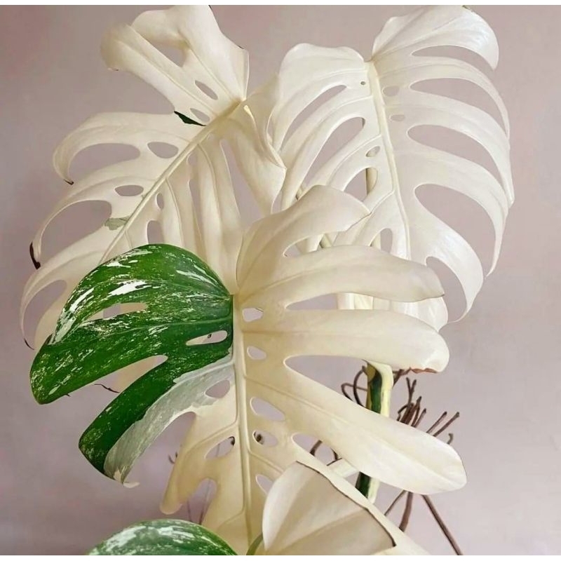 Jual Tanaman Hias Monstera Marble Varigata / Monstera Varigata ...