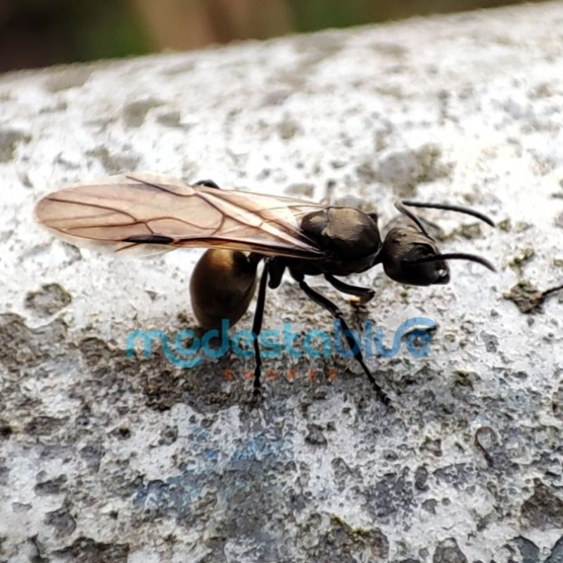 Jual Polyrhachis Dives | Golden Weaver Spiny Ants | Fertile Queen Ant ...